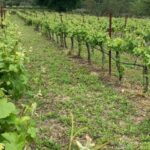 Kefalonia Wine Tour on E-Bikes - Practical Details and What They Mean for You
