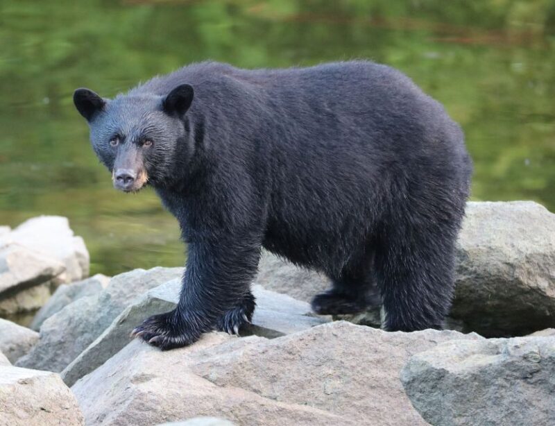 Ketchikan: Potlatch Park, City and Wildlife Private Van Tour - Key Points
