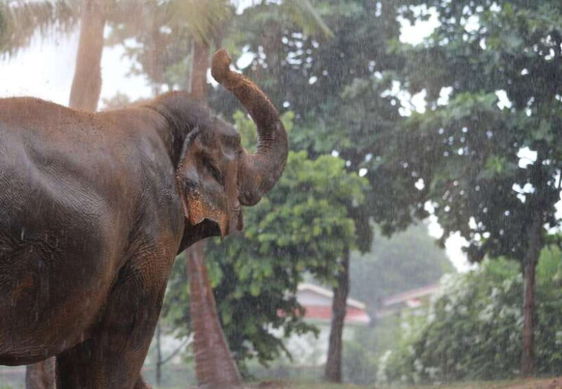 Khao Lak: Ethical Elephant Sanctuary Overnight Adventure - Key Points
