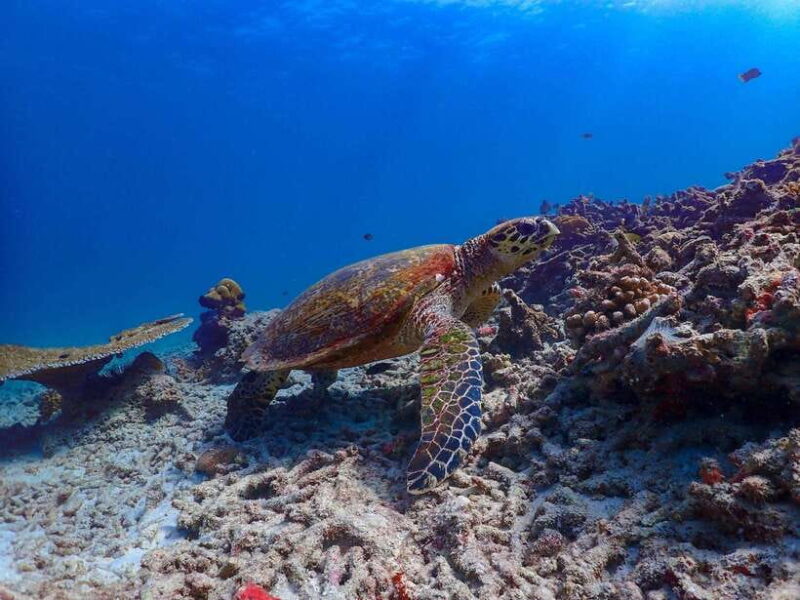 Khao Lak: Surin Islands & Moken Village Premium Snorkel Tour - Key Points