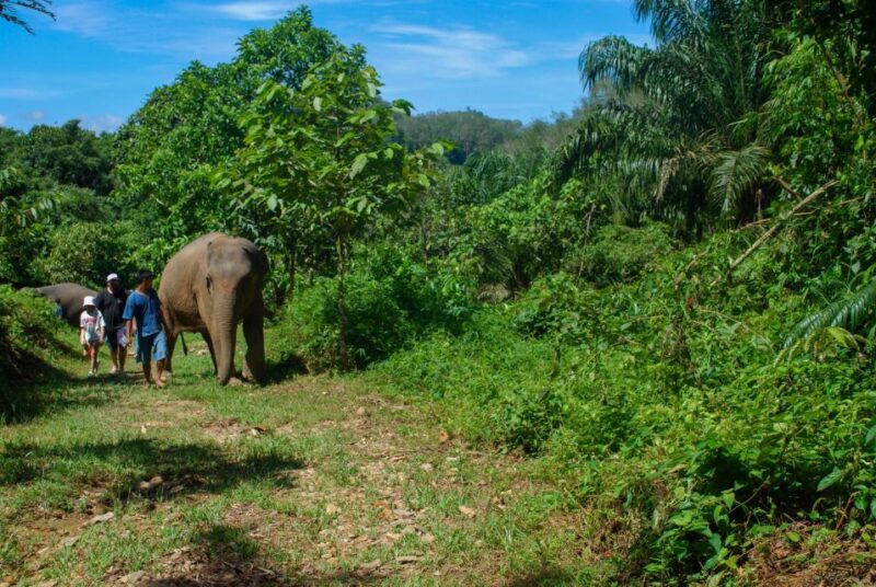 Khao Sok: Ethical Elephant Sanctuary Experience - Key Points
