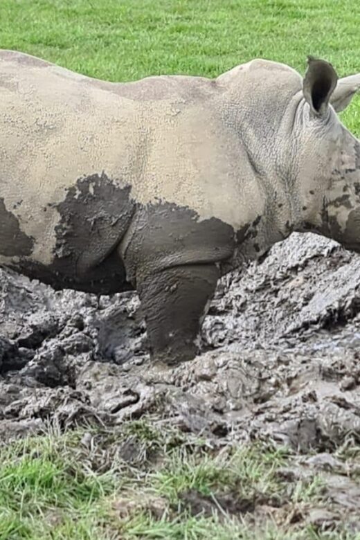 Knowsley: Safari Entry Tickets - What’s Included and What’s Not