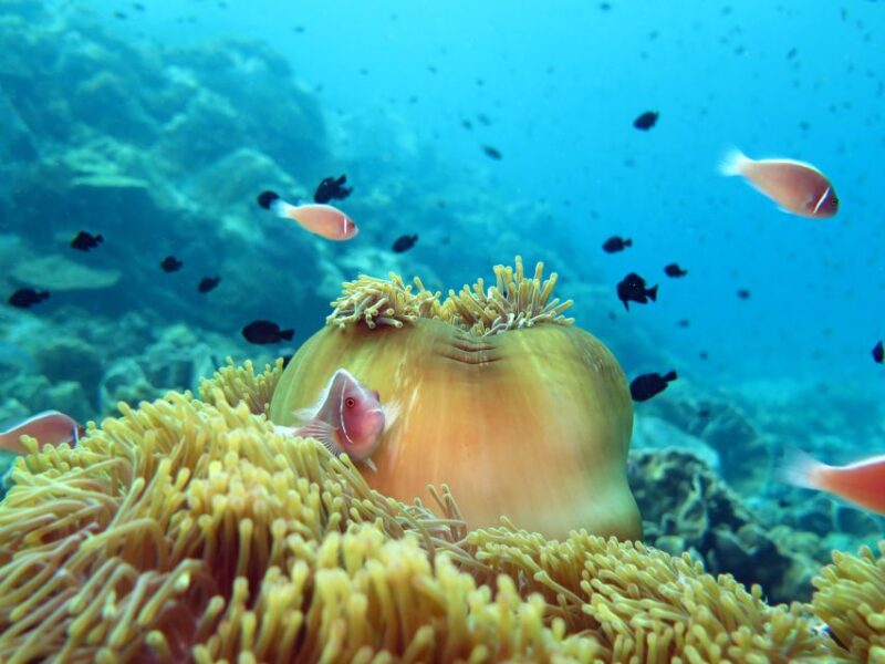 Koh Chang: Discover Scuba Diving for Beginners with 2 Dives - Key Points