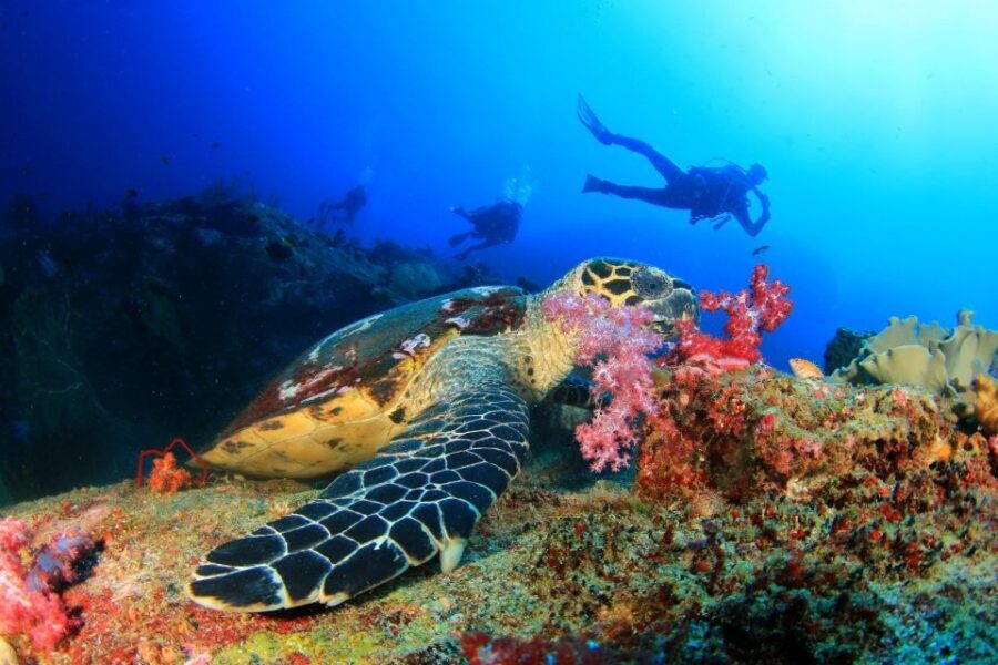 Kusadasi: Scuba Diving for Beginners w/Lunch & Transfer - Why This Tour Delivers Value