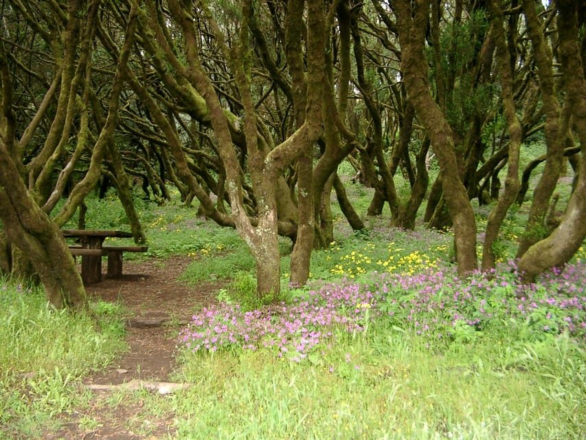 La Gomera: The Rain Forest (national park) - What to Expect from the Tour