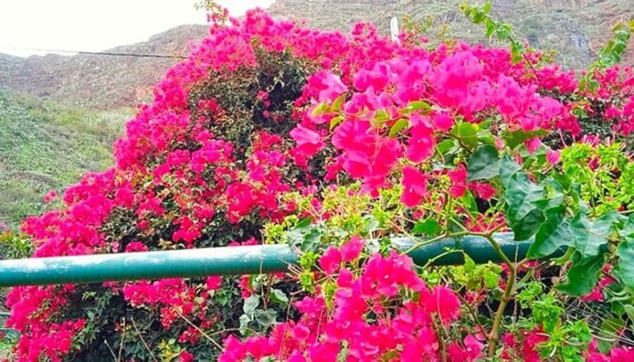 La Gomera Vip Experience - Is the La Gomera Vip Experience Worth It?