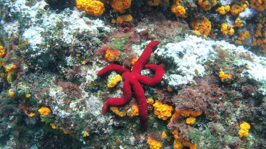 La Herradura: Cerro Gordo Natural Park Kayak & Snorkel Tour - Itinerary Breakdown