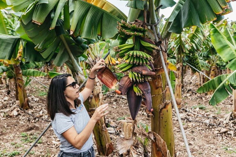 La Orotava: Eco Banana Plantation Tour with Banana Liquor - What to Expect on the Tour