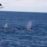 La Palma: 3-Hour Dolphin and Whale Watching Experience - Final Thoughts: Who Will Love This Tour?
