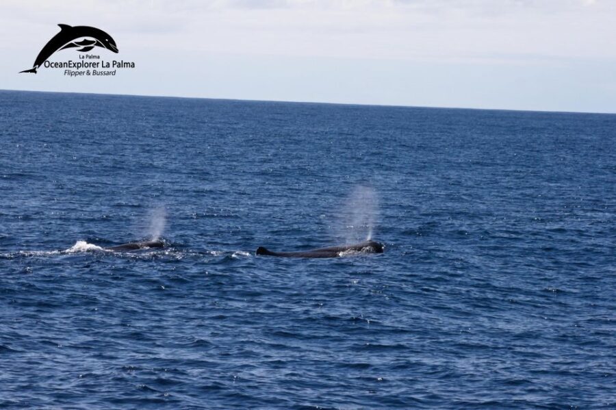 La Palma: 3-Hour Dolphin and Whale Watching Experience - Final Thoughts: Who Will Love This Tour?