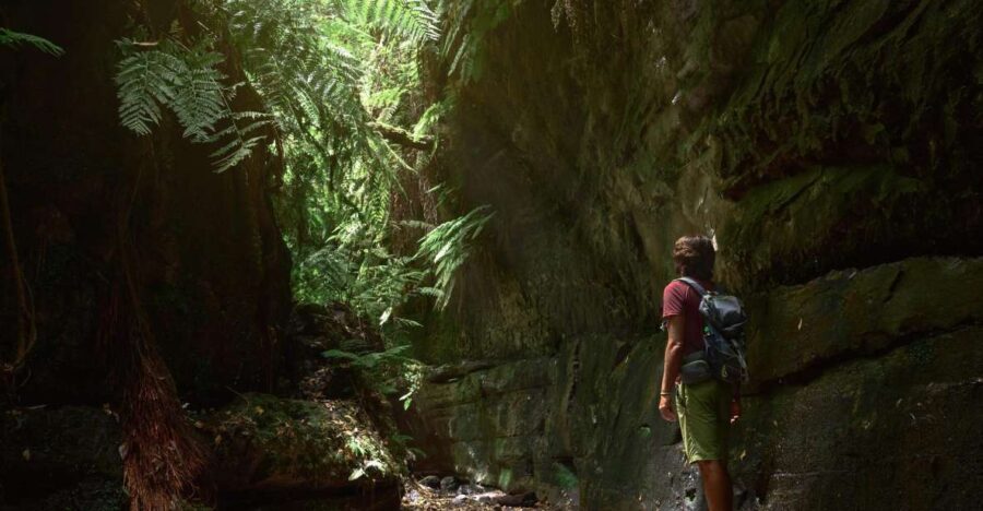 La Palma: Guided Trekking Tour To Cubo de la Galga - Authentic Experiences & Visitor Feedback