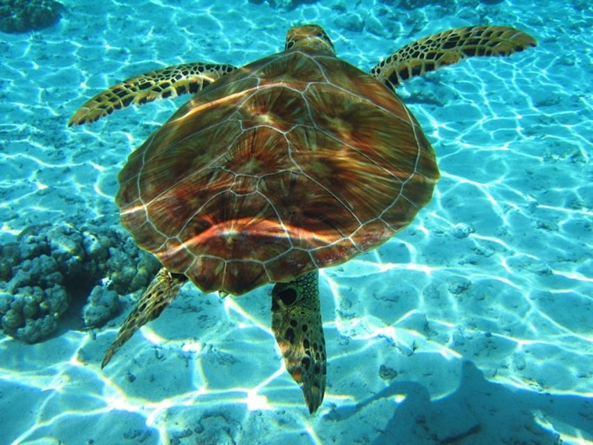 Laganas Zakynthos: Marathonissi, Keri Caves and Turtles Spot - The Experience: What Travelers Usually Enjoy