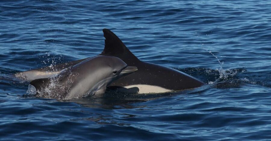 Lagoa: Dolphin Watching & Benagil Tour with Biologist Guide - What Makes This Tour Stand Out?