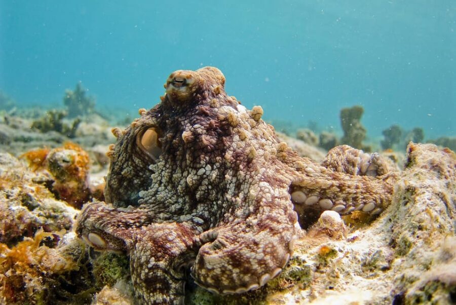 Lagos: 2 Dives on the local Reefs (FOR CERTEFID DIVERS ONLY) - The Sum Up