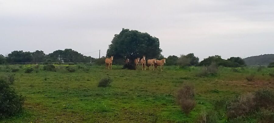 Lagos: A walk with a rescued horse at the sanctuary - What to Expect During the Tour