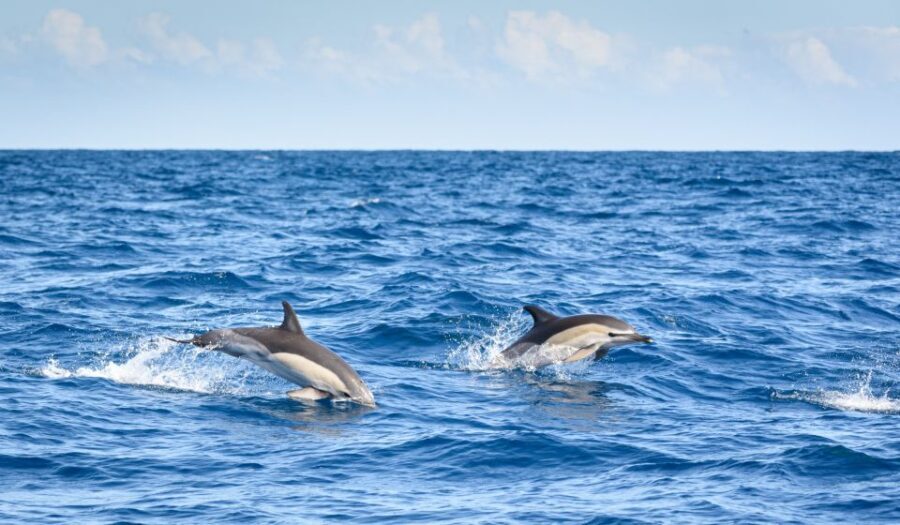 Lagos: Dolphin Watching Half-Day Cruise & Water Activities - What the Reviews Tell Us