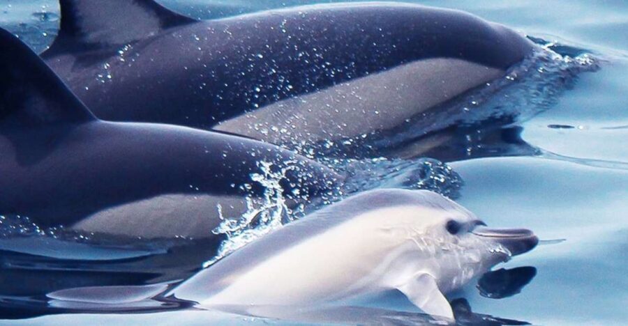 Lagos: Dolphin Watching with Professional Marine Biologists - The Itinerary: What to Expect