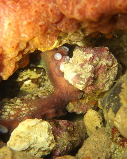 Lagos: Scuba Diving Experience for Beginners - The Sum Up: Who Will Love This Experience?