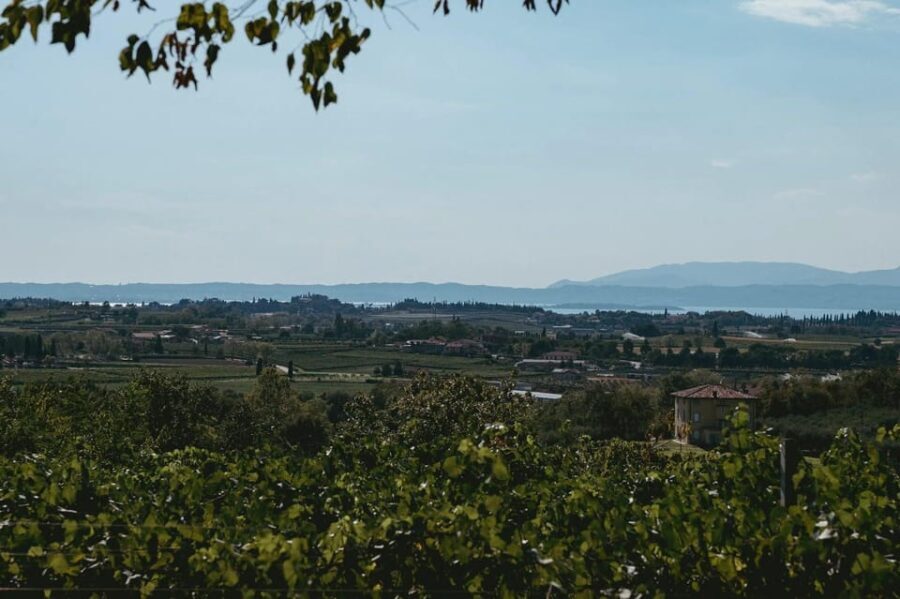 Lake Garda: Vineyard Tour and Tasting on the Hills - The Value of the Tour