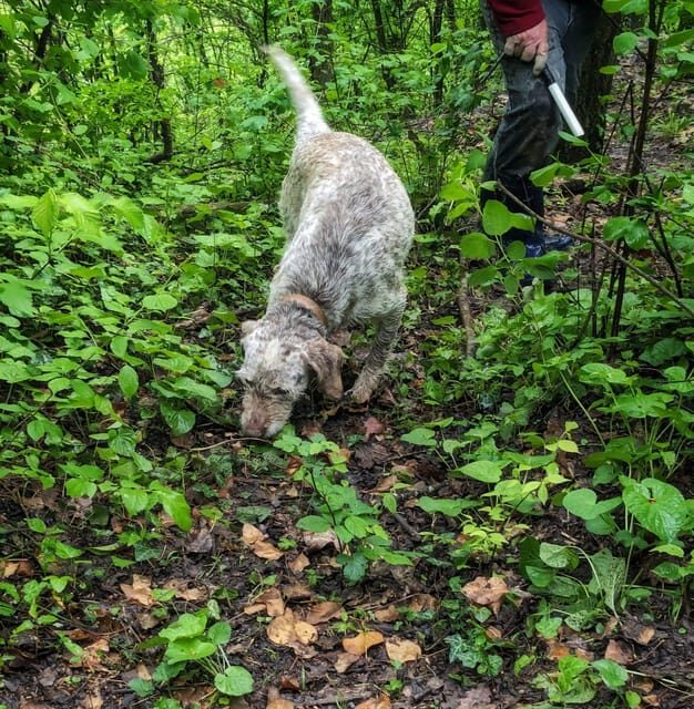 Langhe: Truffle Hunt and Wine-Tasting in a Cellar - Summary of the Experience