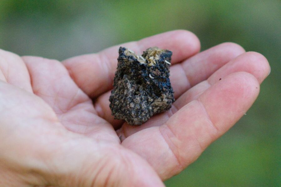 Langhe: Truffle Hunting Experience - In-Depth Look at the Truffle Hunting Tour