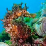 Lanzarote: 2 Guided Dives (Certified Divers Only) - What’s Included and What to Know