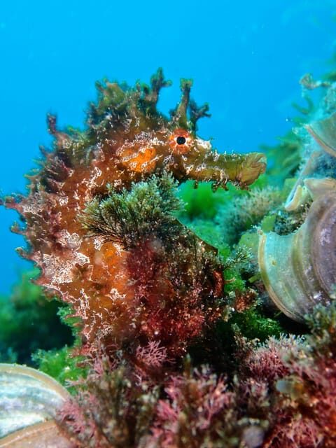 Lanzarote: 2 Guided Dives (Certified Divers Only) - What’s Included and What to Know