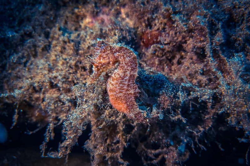 Lanzarote: Beginner Diving Course Costa Teguise (2 dives) - The Itinerary: Step-by-Step