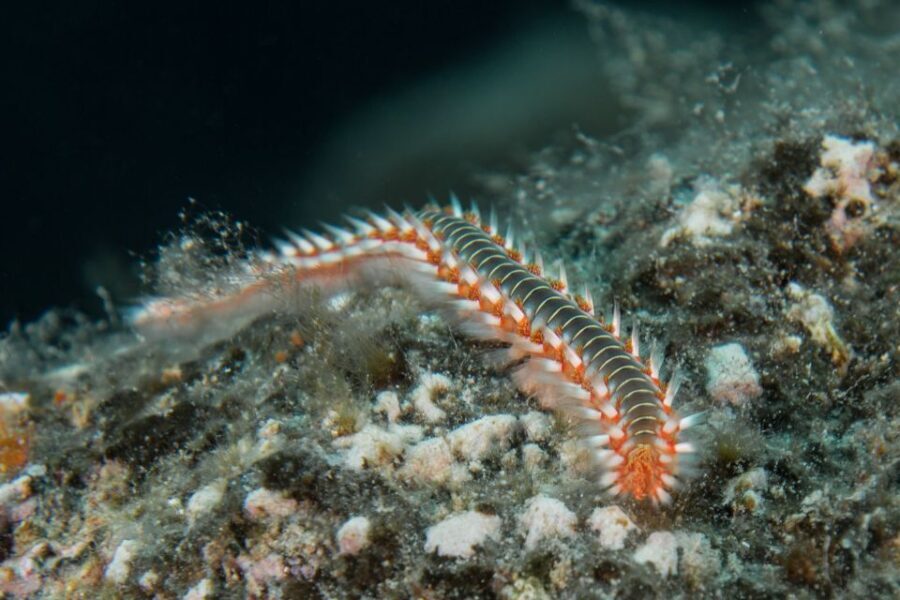 Lanzarote: Beginner Scuba Diving from the Beach - What to Expect on the Tour