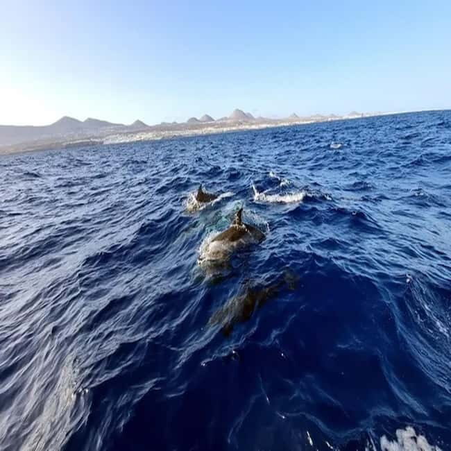 Lanzarote: Dolphin Watching by speedboat - Who Should Consider This Tour?