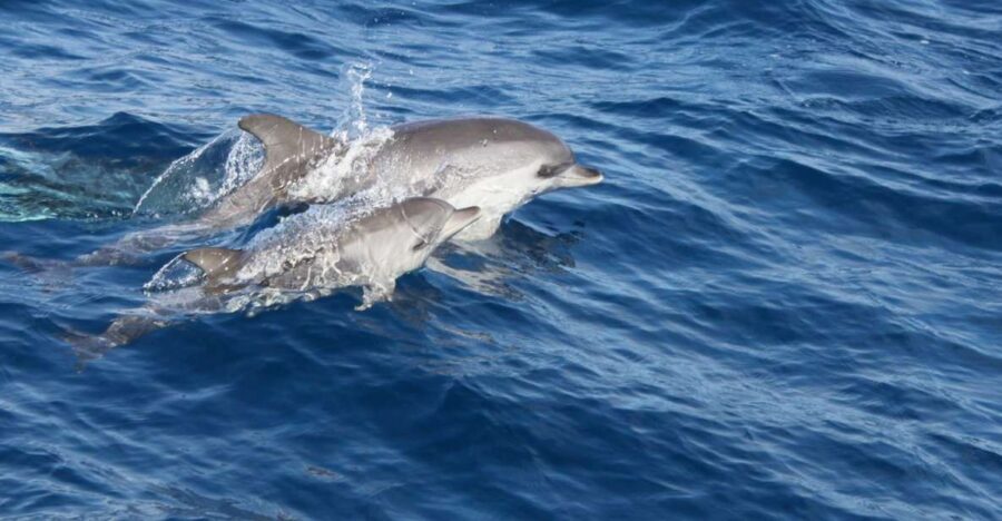 Lanzarote: Lobos Island Half-Day Dolphin Watching Trip - Authentic Feedback from Travelers