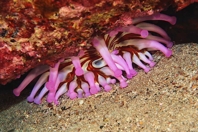 Lanzarote: Small Group Beginner Dive Course Costa Teguise - What the Dive Looks Like