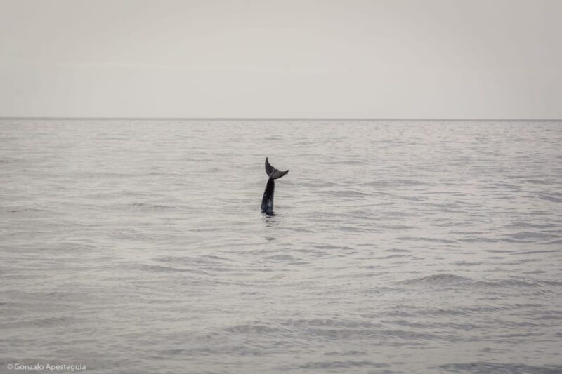 Lanzarote: Whale and Dolphin Watching Eco-Friendly Catamaran - Key Points
