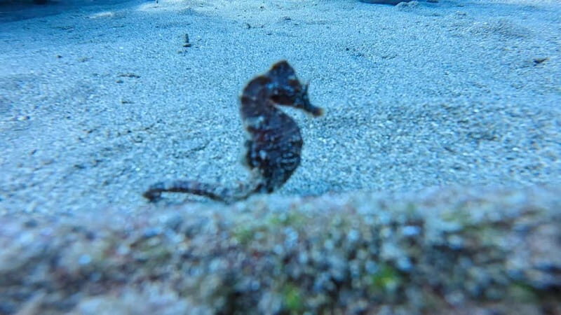 Lanzarote Your First Scuba Diving Experience - What’s Included and What’s Not