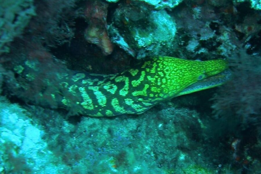 Las Canteras Scuba Diving - What to Expect from the Tour