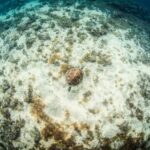 Las Palmas: Survival Apnea Course - Why This Course Offers Good Value