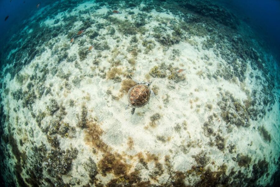 Las Palmas: Survival Apnea Course - Why This Course Offers Good Value