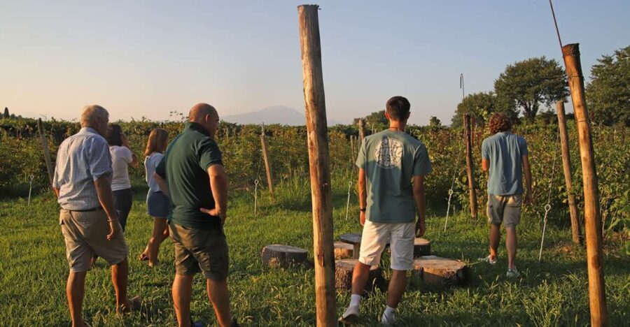 Lazise: Beekeeping Farm Tour and Tasting Experience - An In-Depth Look at the Lazise Beekeeping Farm Tour