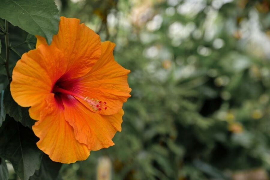 Leiden: Hortus Botanicus Entry Ticket - Practical Details and Tips