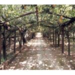 Lemon Experience with Limoncello demonstration - Why This Tour Works for You