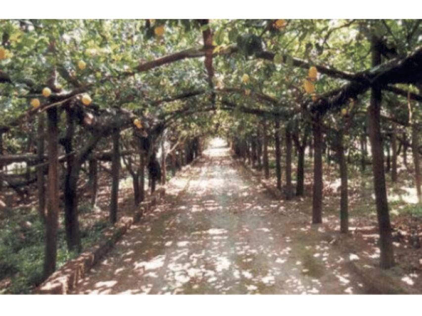 Lemon Experience with Limoncello demonstration - Why This Tour Works for You