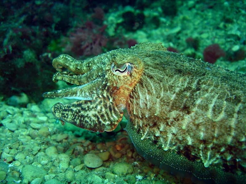 L'Escala: Try diving in the Montgri nature reserve - Why the Price Offers Good Value