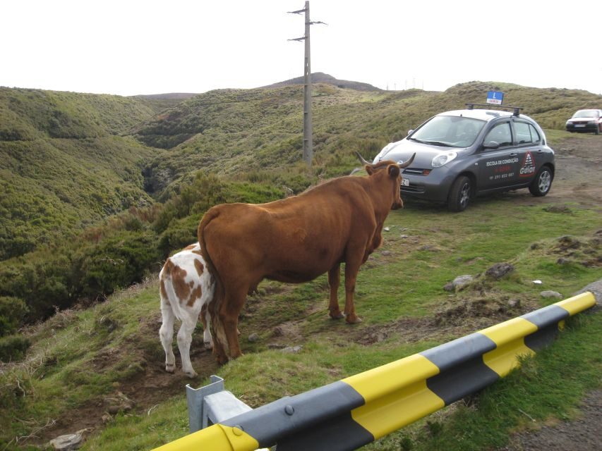 Levada do Alecrim (Madeira Lakes) Full-day walk - The Sum Up
