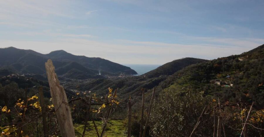 Lievàntu Wine Experience: Tour & tasting in Levanto Valley - Discovering the Levanto Valley: What to Expect