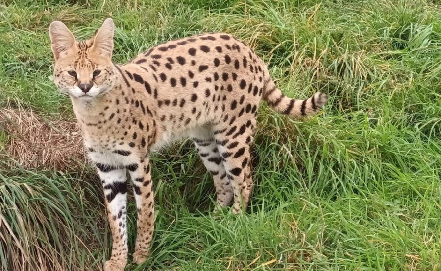 Lincolnshire: ARK Wildlife and Dinosaur Park Entry Ticket - Authentic Animal Encounters and Why They Matter