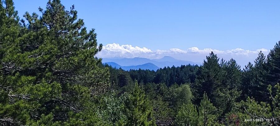 Linguaglossa: North Etna Guided Forest Walking Tour - The Details of the Forest Walk Experience