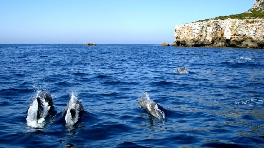 Lisbon: Arrábida Natural Park Dolphin Watching Boat Tour - The Value Proposition