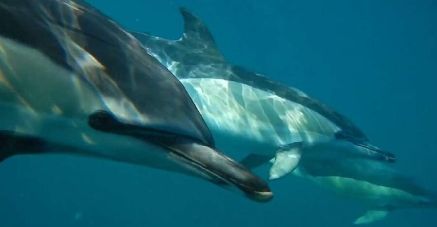 Lisbon: Dolphin Watching with Marine Biologist - The Itinerary in Detail
