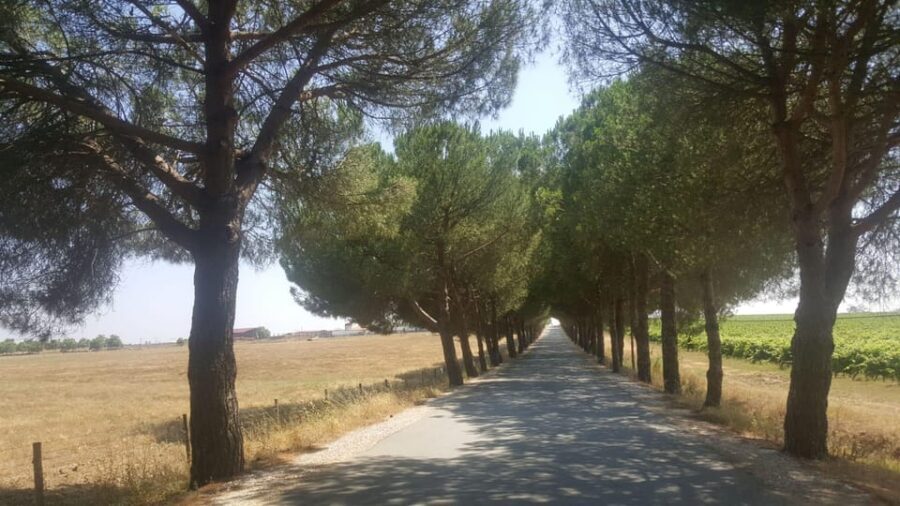 Lisbon: Évora and Alentejo Private Wine Tour - Why Choose This Tour?