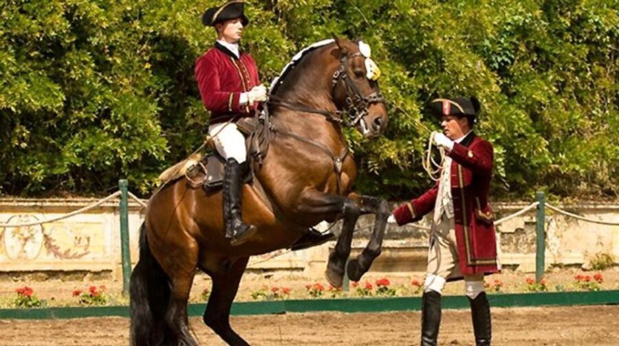 Lisbon: Morning of Equestrian Art with Lusitano Horses - The Hidden Value in a Short Morning